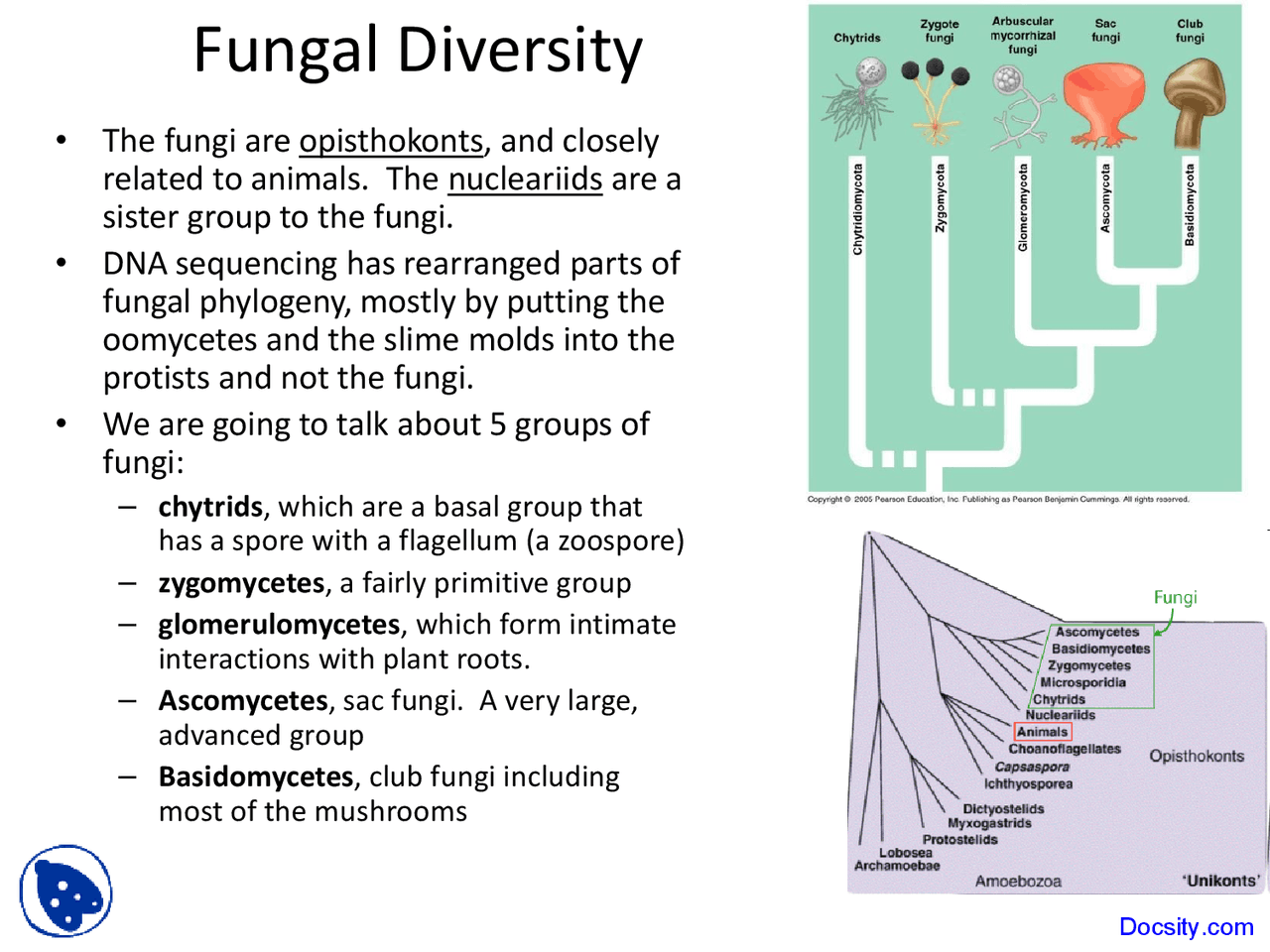 Fungal Diversity - Organismal Diversity - Lecture Slides - Docsity
