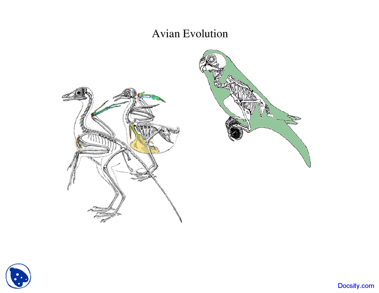 Avian Evolution Advanced Ornithology Lecture Slides Docsity