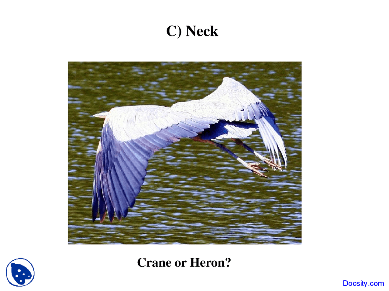 Neck Ornithology Lecture Slides Docsity