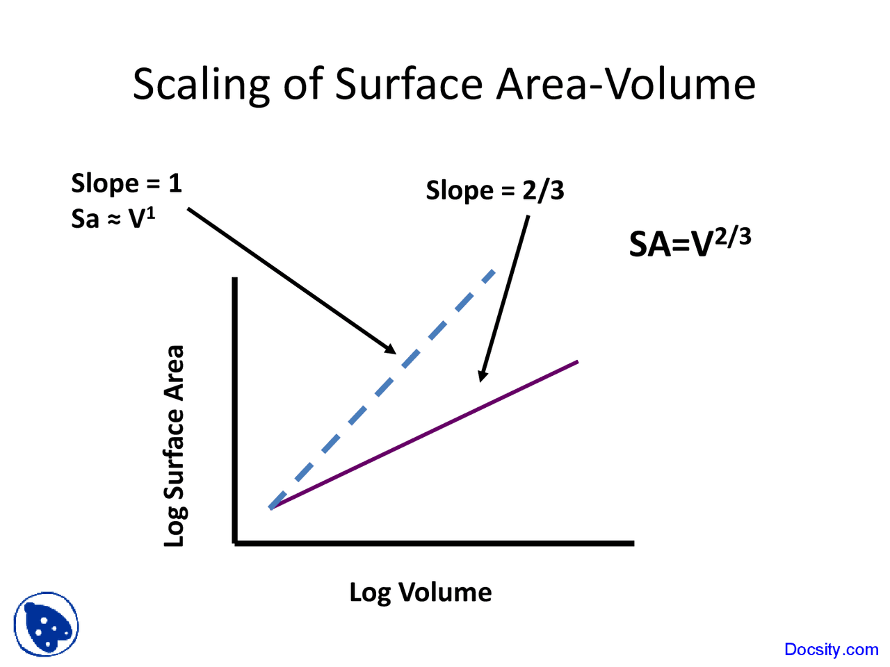 Scaling of Surface Area Volume - Comparative Animal Physiology ...