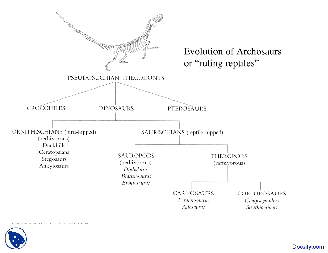 Evolution Of Archosaurs Advanced Ornithology Lecture Slides Docsity