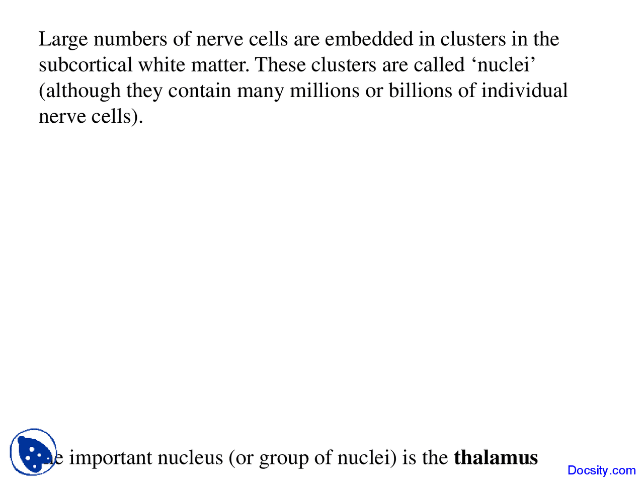 Numbers Of Nerve Cells Neurobiology Lecture Slides Docsity