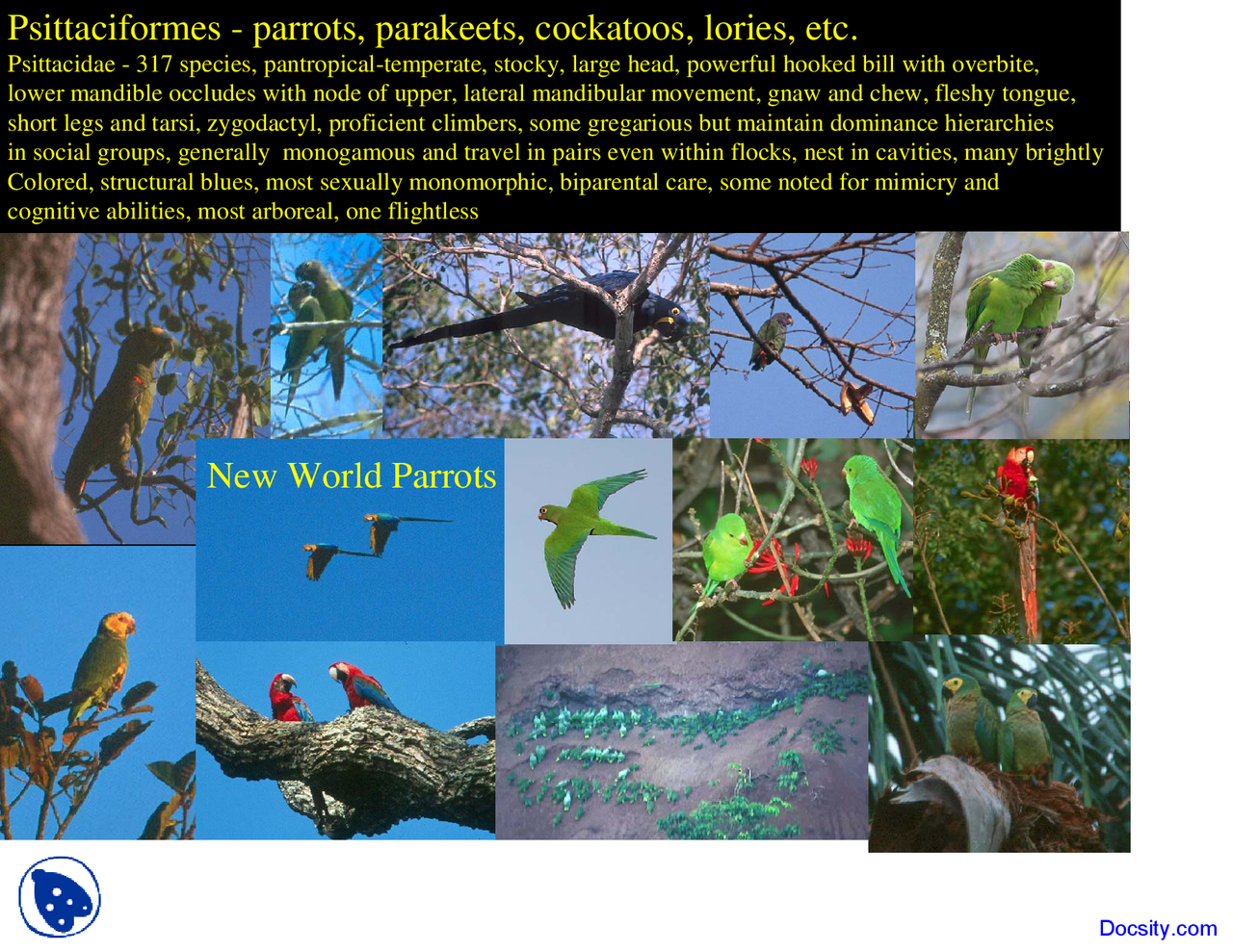 Psittaciformes Advanced Ornithology Lecture Slides Docsity