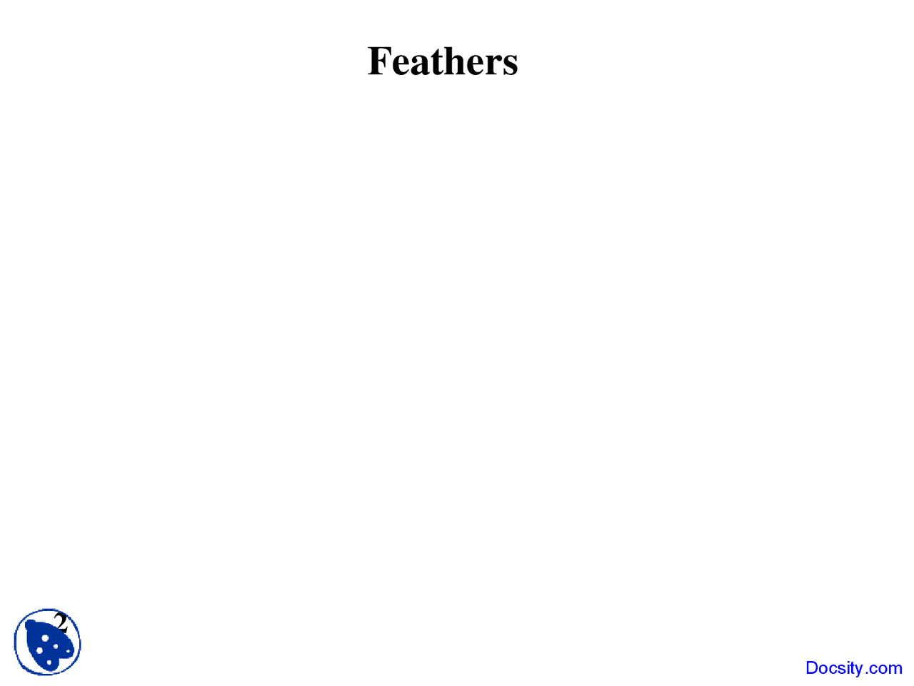 Feathers Ornithology Lecture Slides Docsity