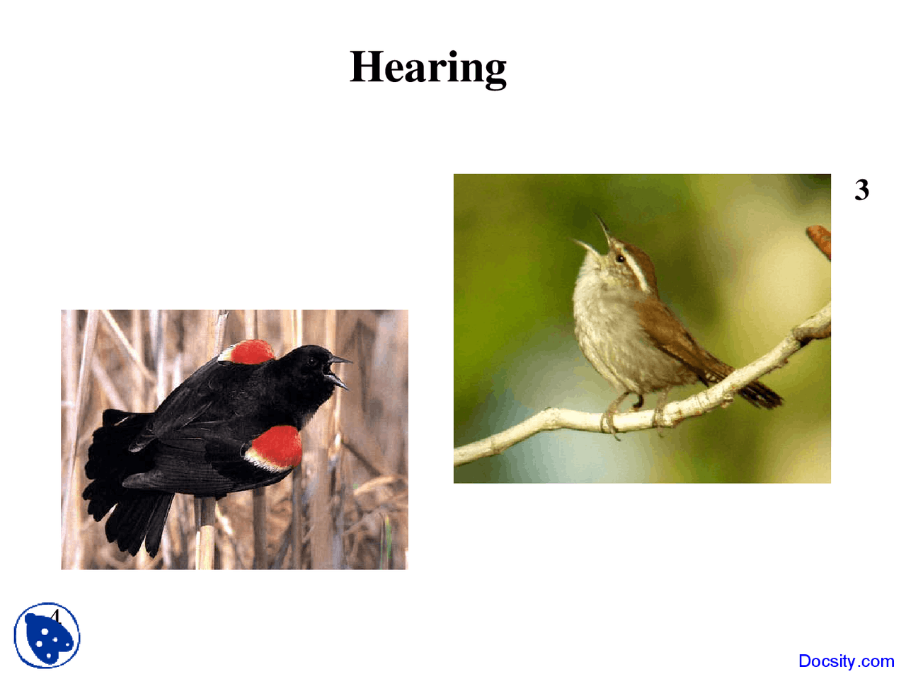 Hearing Ornithology Lecture Slides Docsity