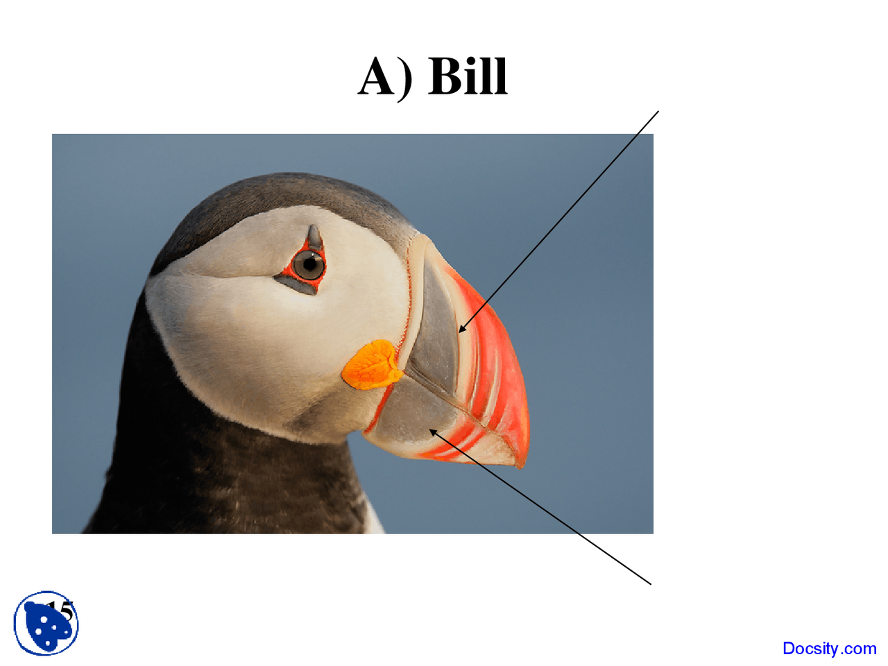 Bill Ornithology Lecture Slides Docsity