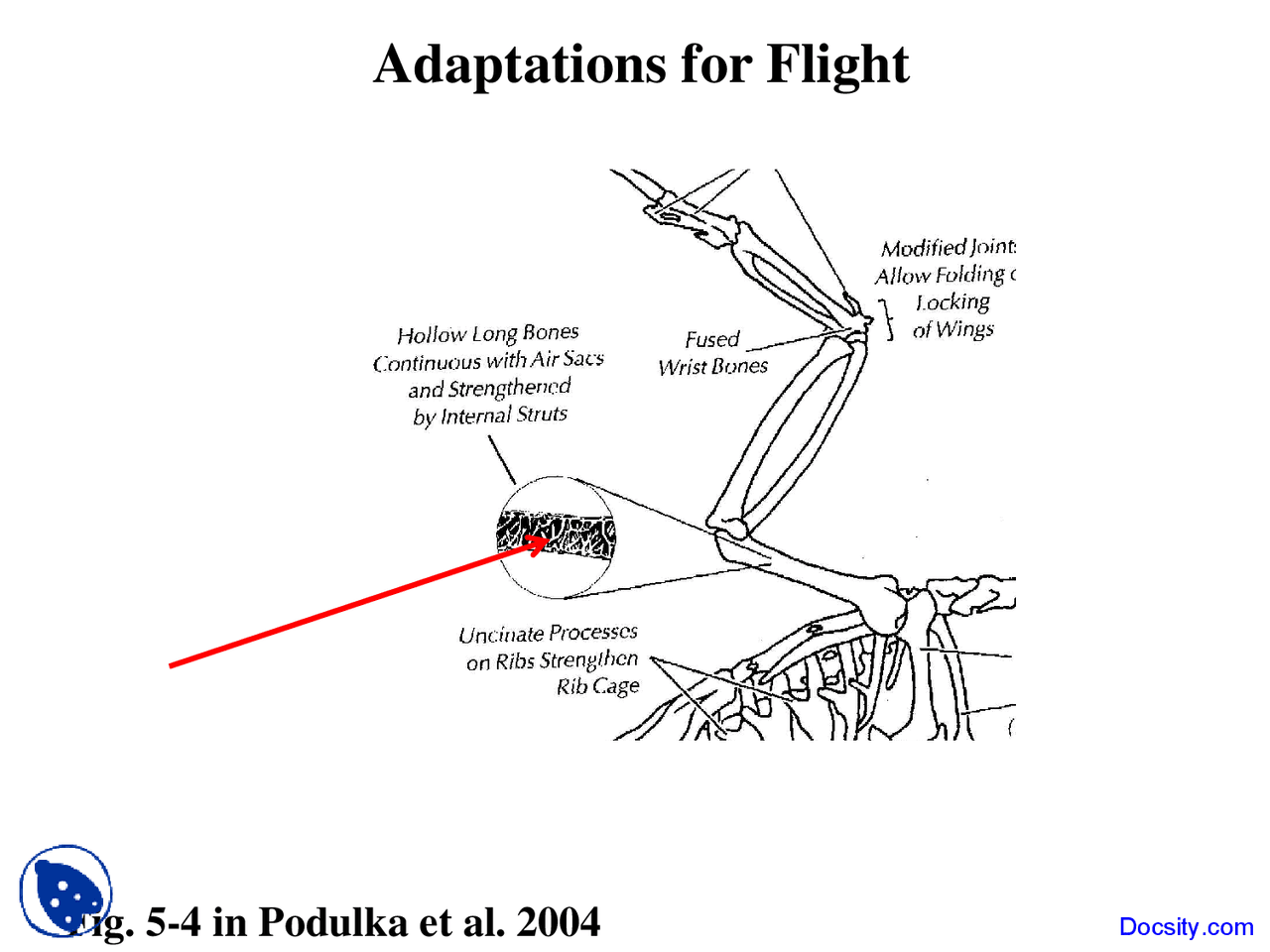 Adaptations For Flight Ornithology Lecture Slides Docsity