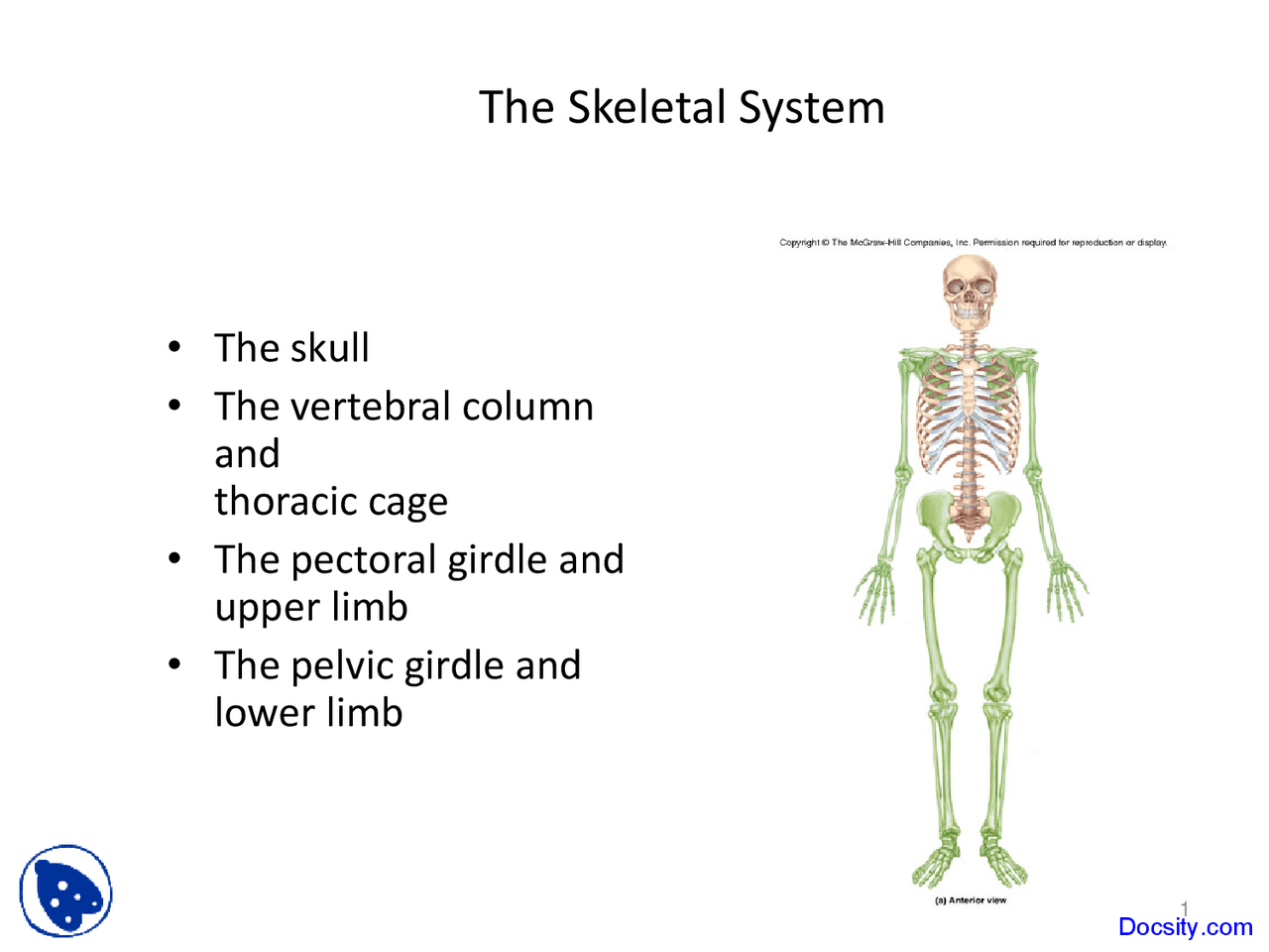 Skeletal System -Human Physiology and Anatomy - Lecture Slides | Slides ...