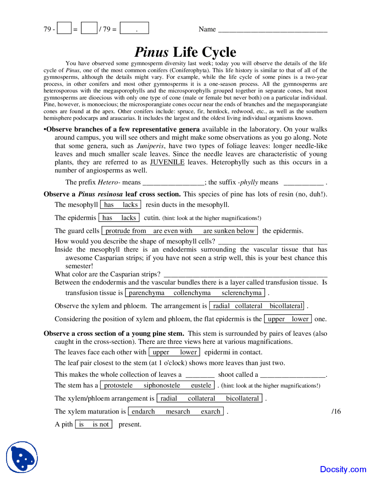 Pinus Life Cycle - Biology of Plants - Lab Manual - Docsity