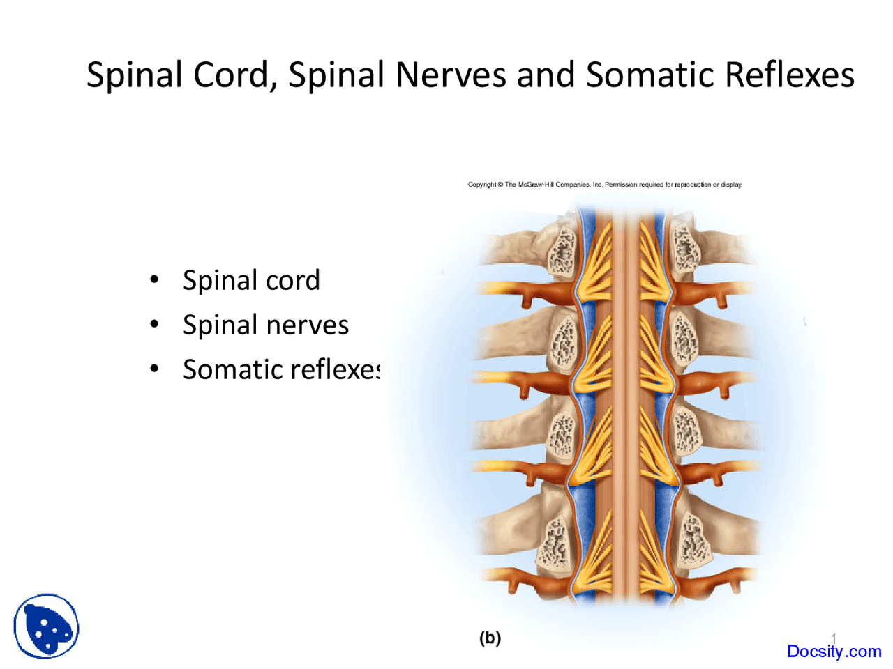 Spinal Cord, Spinal Nerves and Somatic Reflexes -Human Physiology and ...