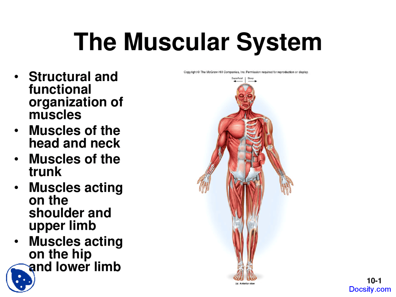 Muscular System -Human Physiology and Anatomy - Lecture Slides | Slides ...
