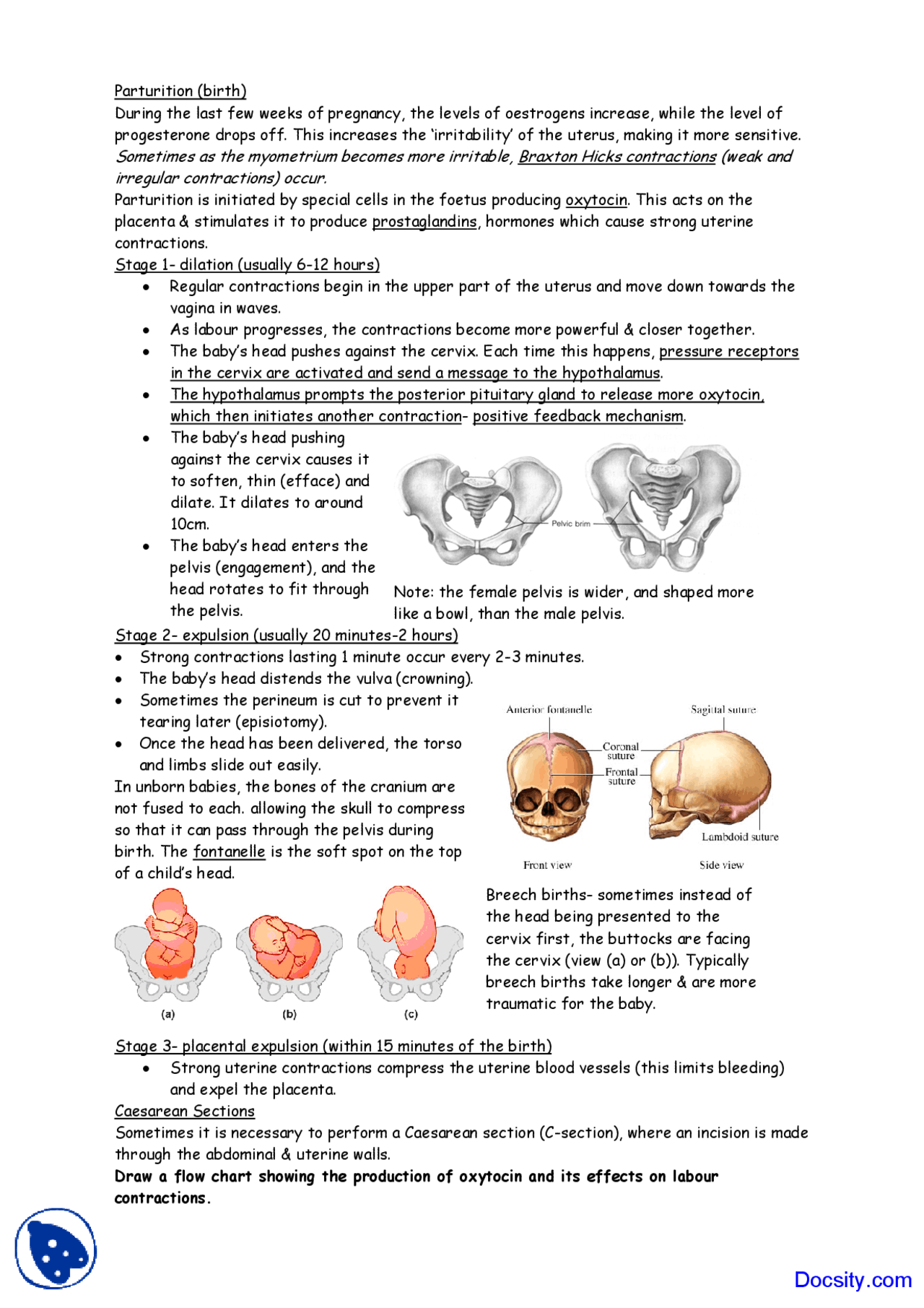 Parturition - Biology of Human Beings - Lecture Notes - Docsity