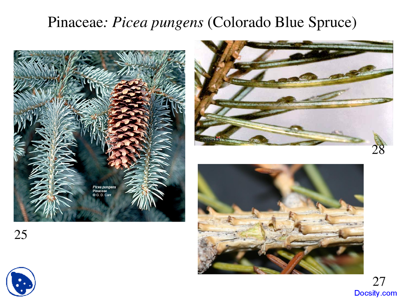 Pinaceae Dendrology Lecture Slides Docsity