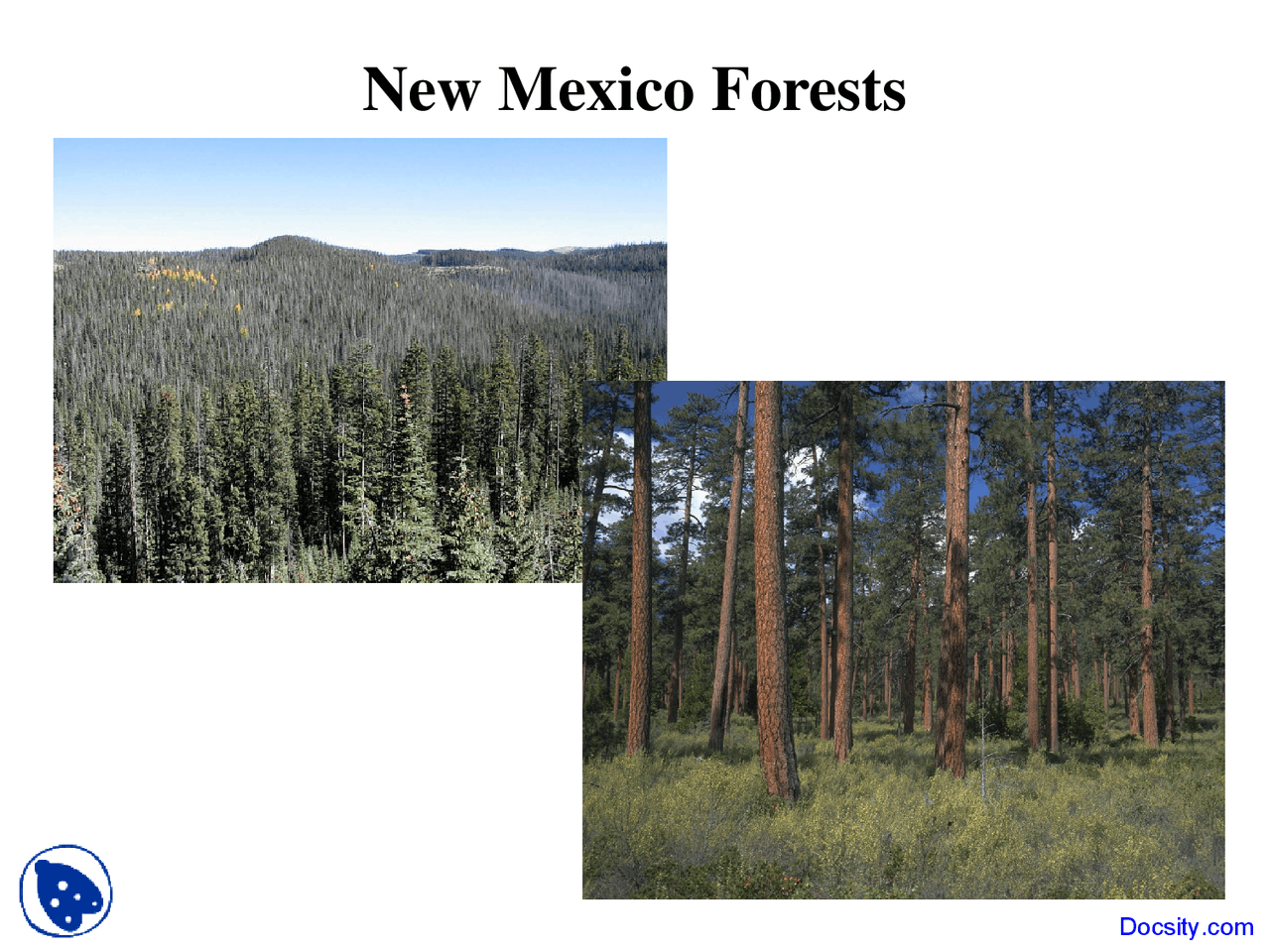 New Mexico Forests Dendrology Lecture Slides Docsity