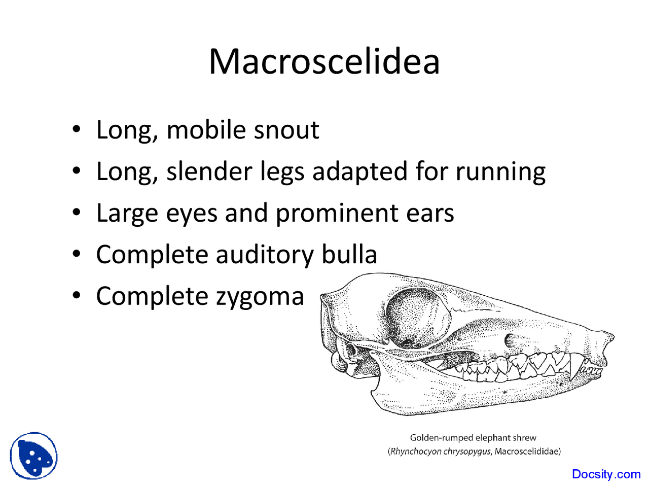 Macroscelidea Mammalogy Lecture Slides Docsity