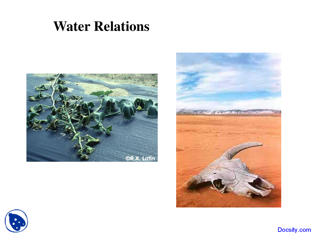 Water Relations - Ecology - Lecture Slides - Docsity