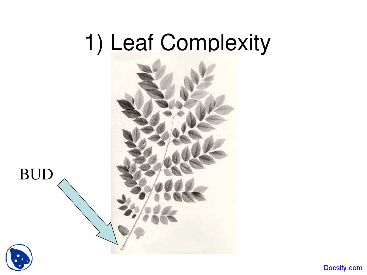 Leaf Complexity Dendrology Lecture Slides Docsity