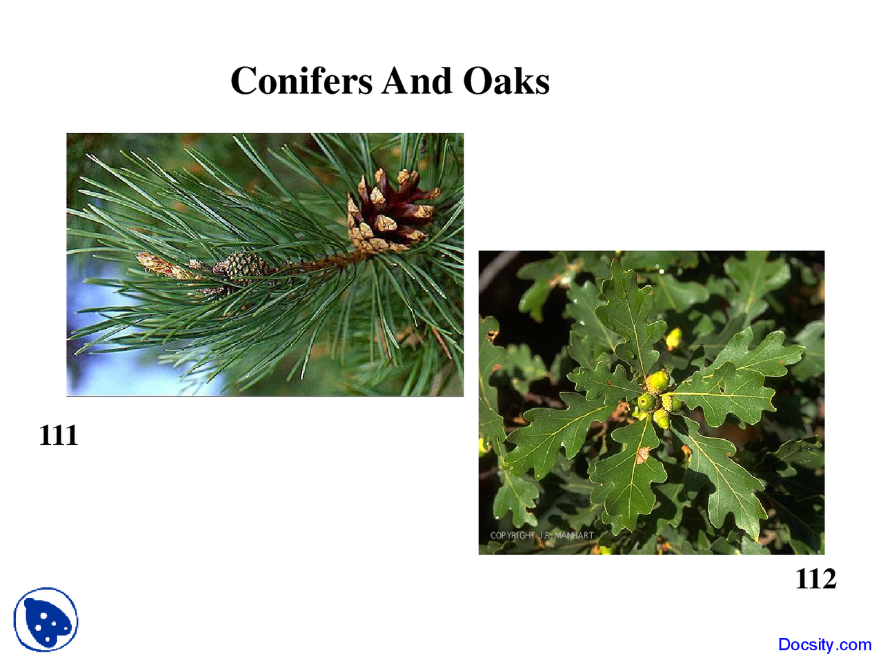 Conifers And Oaks Dendrology Lecture Slides Docsity