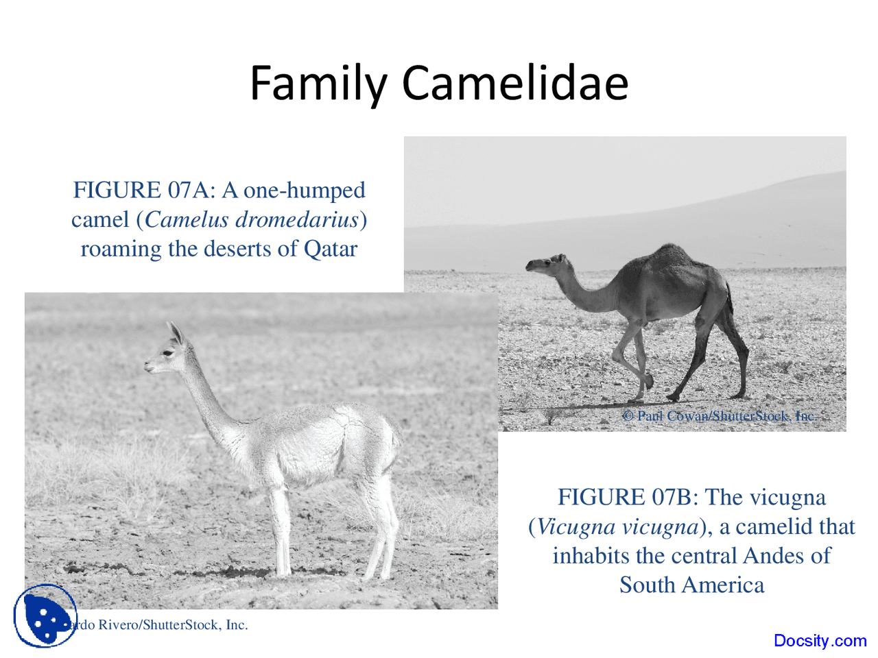 Family Camelidae - Mammalogy - Lecture Slides - Docsity