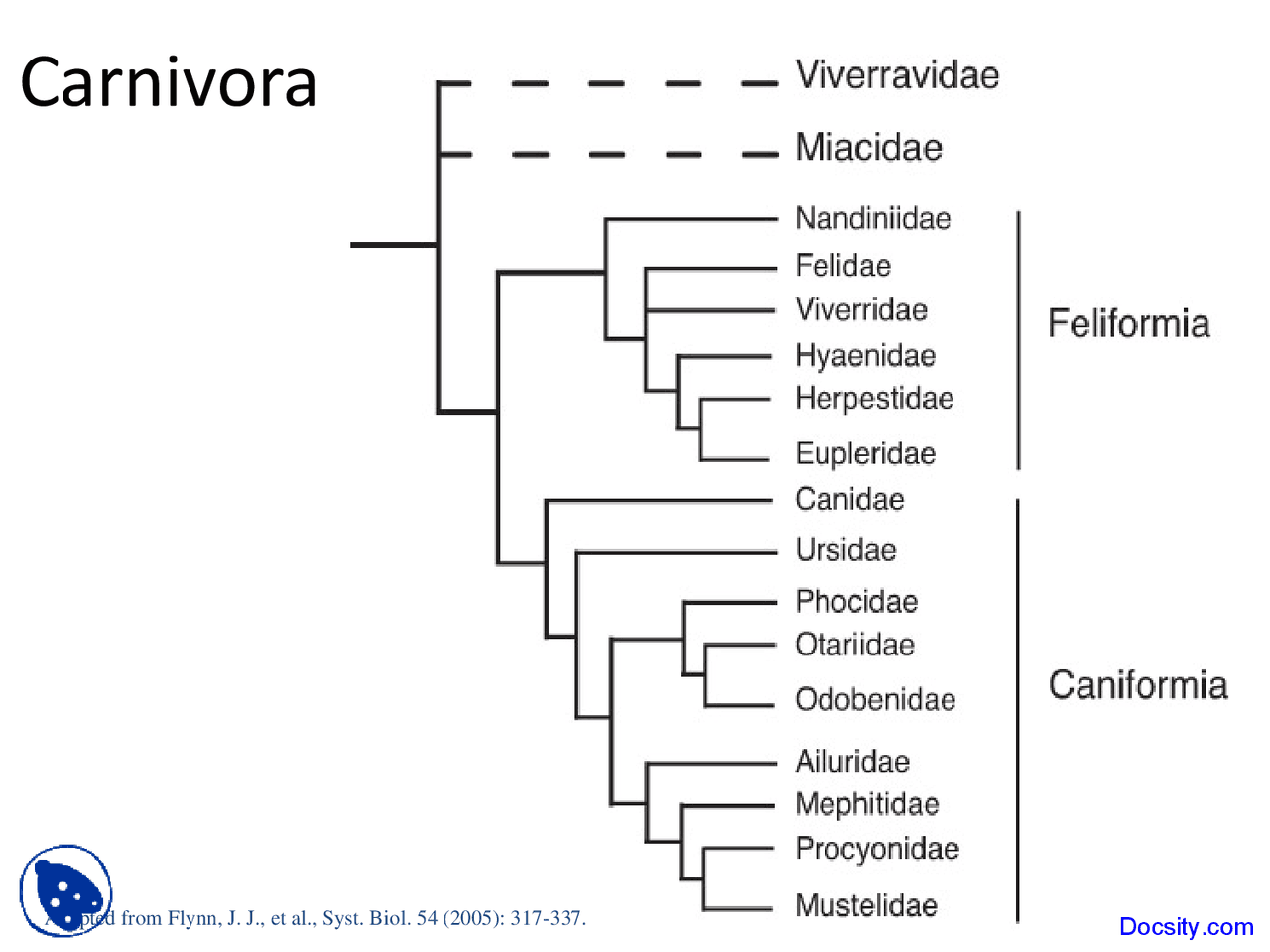 Carnivora Mammalogy Lecture Slides Docsity