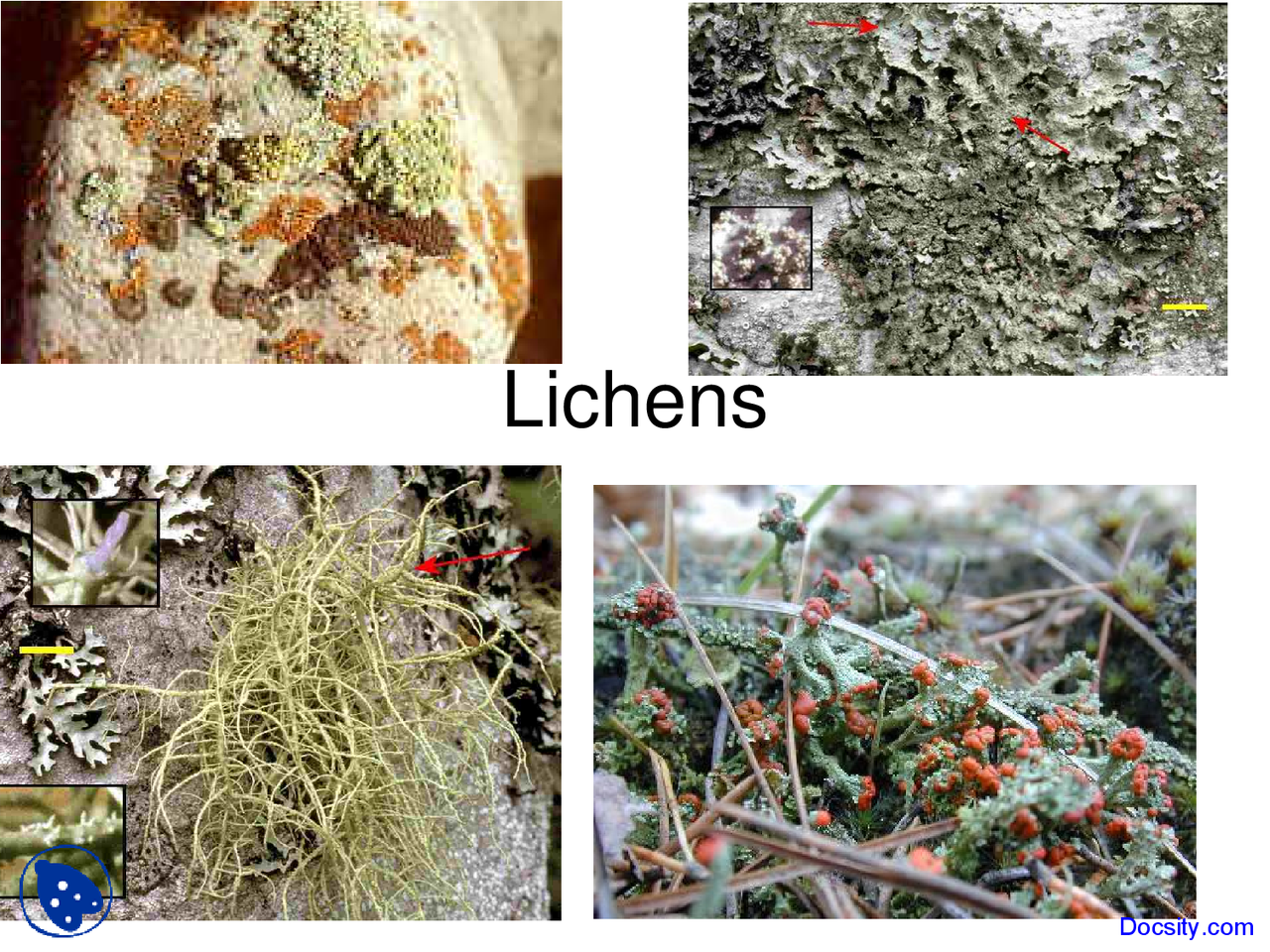 Lichens Biology Of Algae And Fungi Lecture Slides Docsity