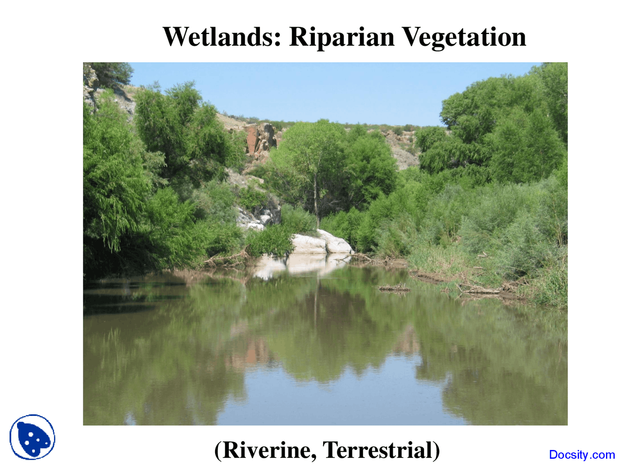 Riparian Vegetation Dendrology Lecture Slides Docsity