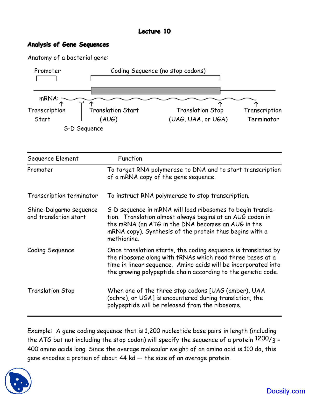 Gene Structure and DNA Analysis - Cell Biology - Lecture Notes - Docsity