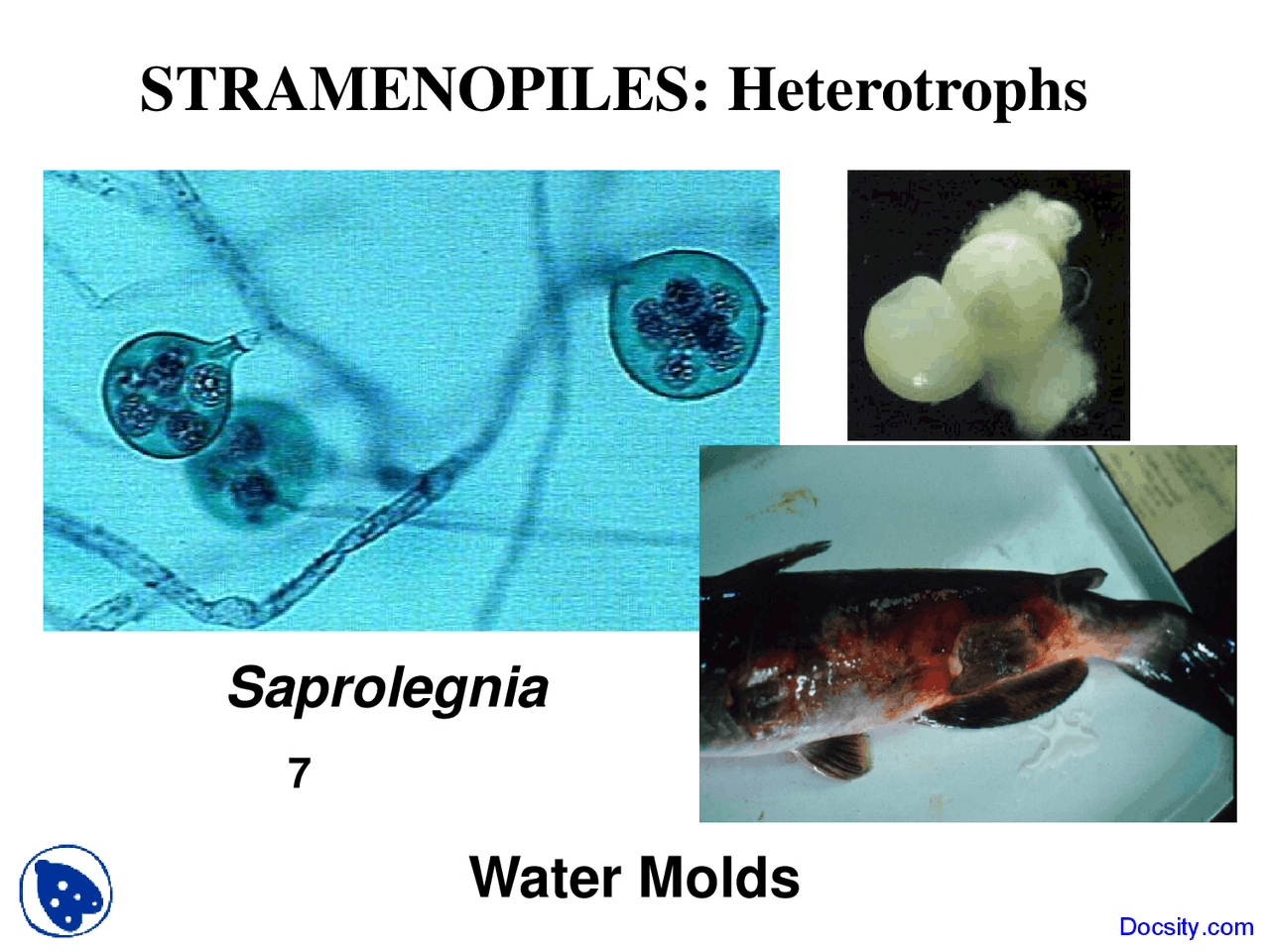 Heterotrophs - Biology of Algae and Fungi - Lecture Slides - Docsity