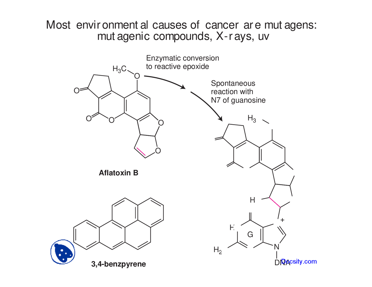 Environmental Causes of Cancer - Cell Biology - Lecture Slides - Docsity