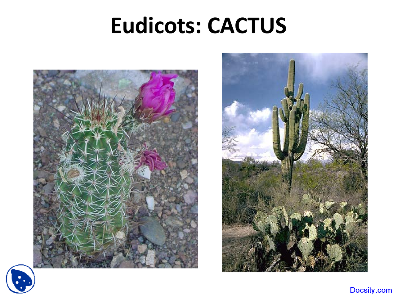 Eudicots Dendrology Lecture Slides Docsity