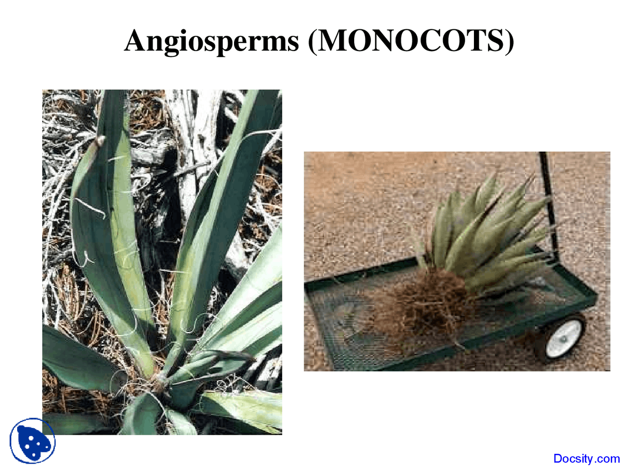 Angiosperms Dendrology Lecture Slides Docsity
