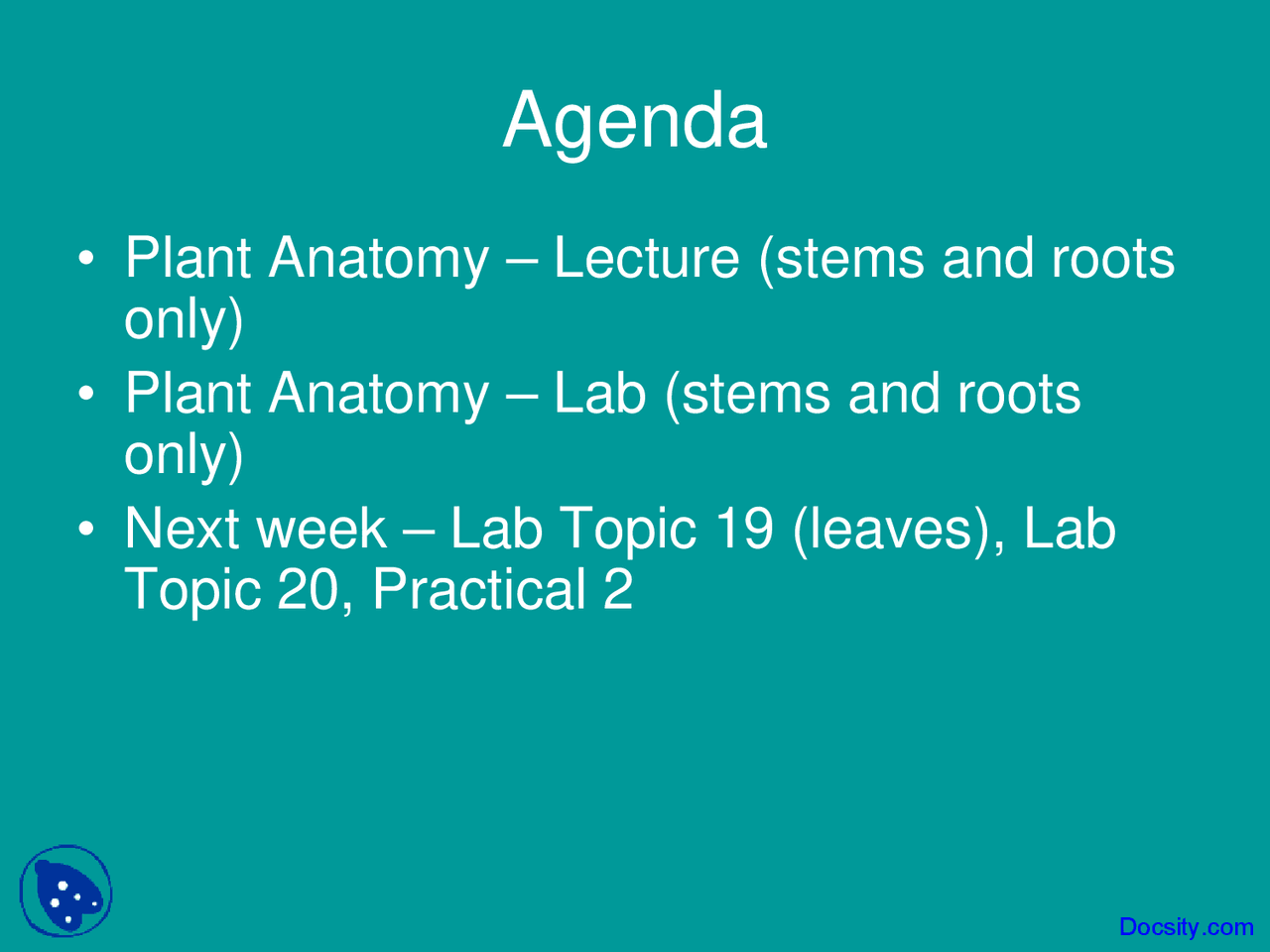 Plant Anatomy - Biology of Organisms - Lecture Slides - Docsity