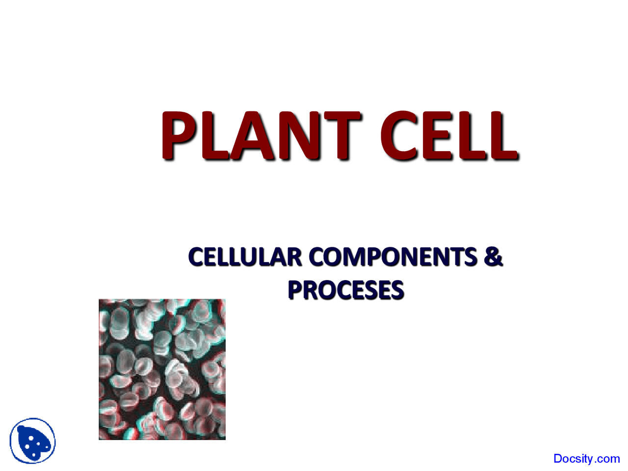 Plant Cell Botany Introductory Lecture Slides Docsity