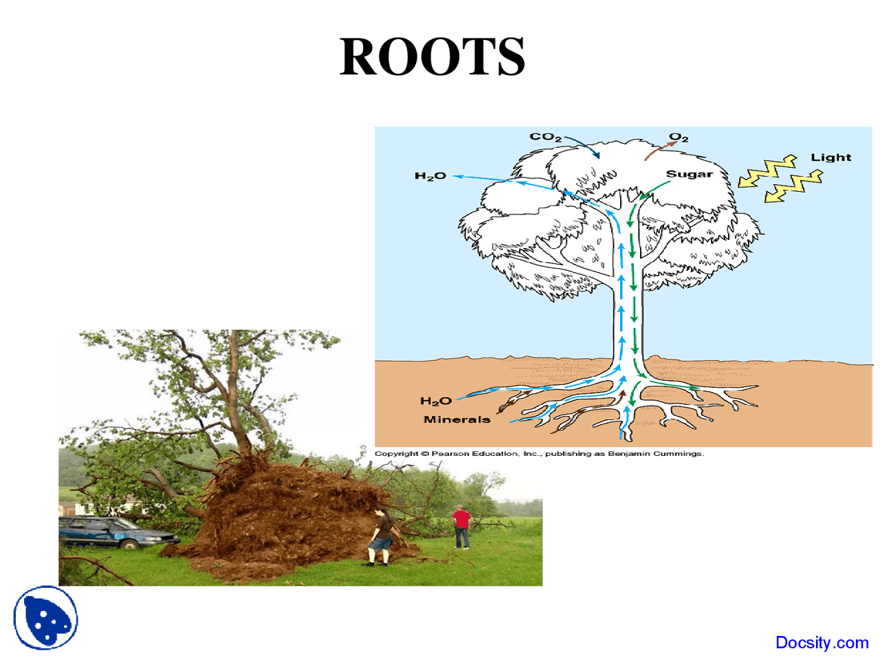 Introduction to Roots - Plant Biology - Lecture Slides - Docsity