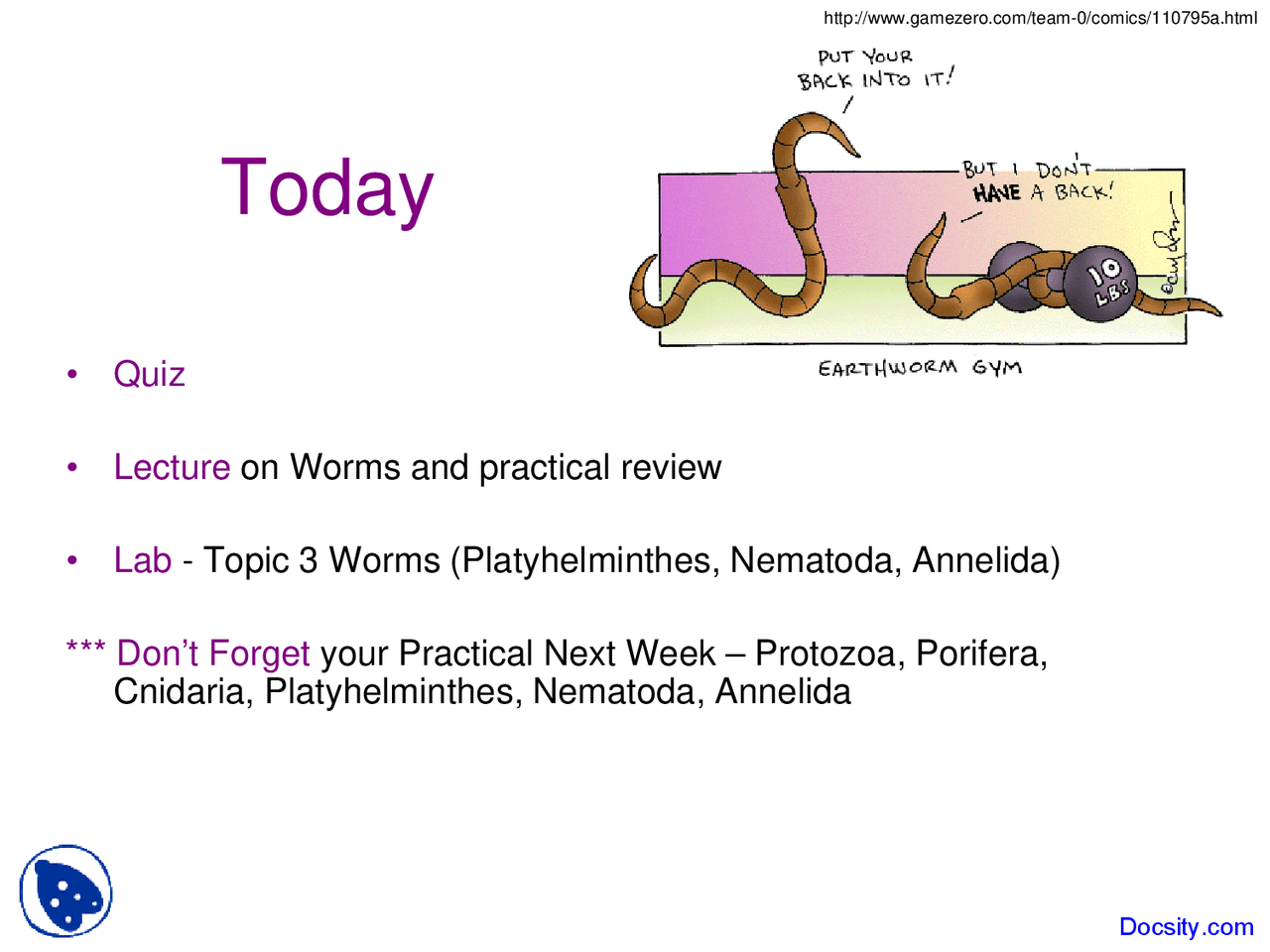 Worms Biology Of Organisms Lecture Slides Docsity