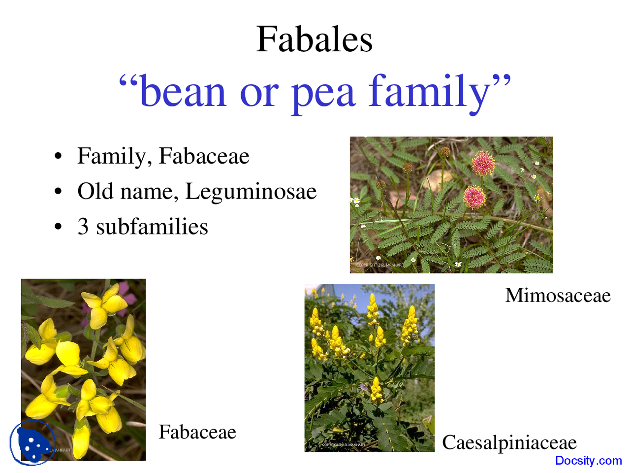 Fabales Plants And Society Lecture Slides Docsity