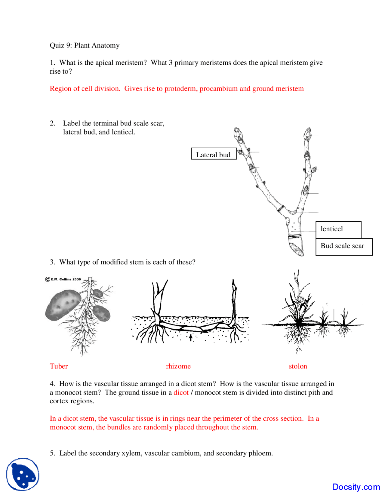 Plant Anatomy - Biology of Organisms - Solved Quiz - Docsity