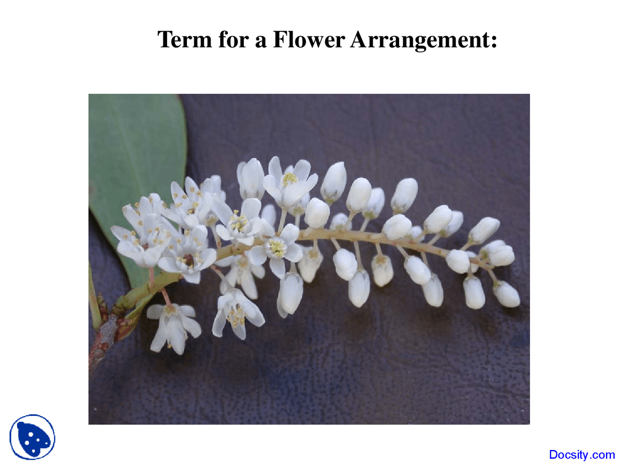 Flower Arrangement Plant Taxonomy Lecture Slides Docsity