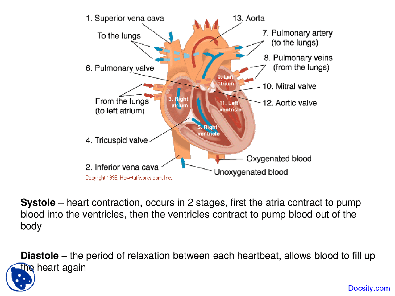 Systole - Biology of Organisms - Lecture Slides - Docsity