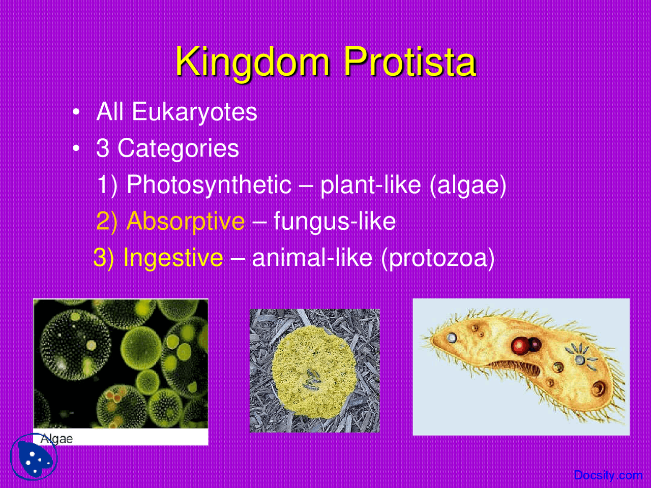 Eukaryotes Biology Of Organisms Lecture Slides Docsity