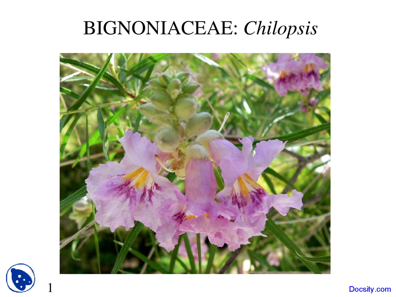 Chilopsis - Plant Taxonomy - Lecture Slides - Docsity