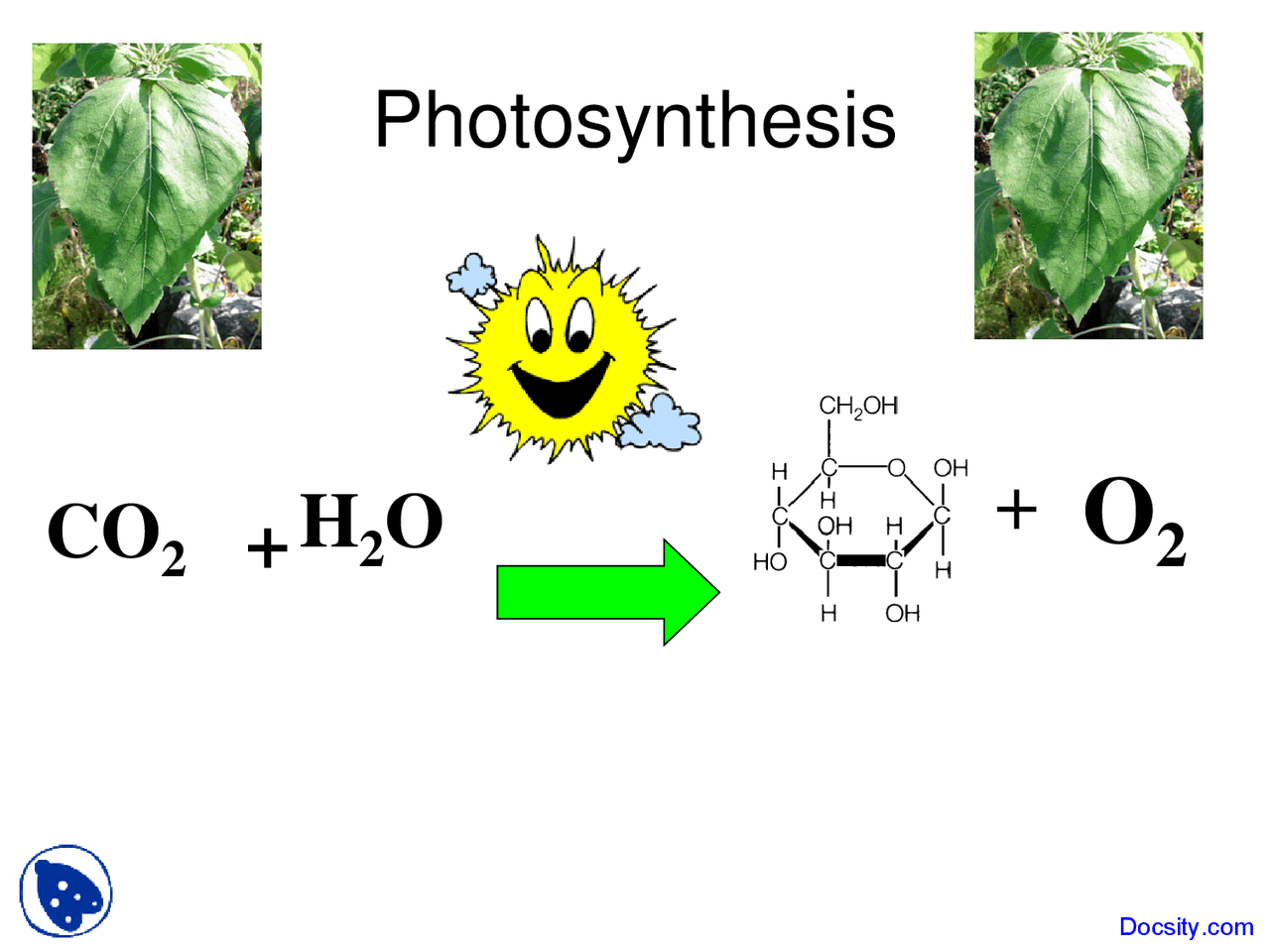 Photosynthesis Introduction - Plant Biology - Lecture Slides - Docsity