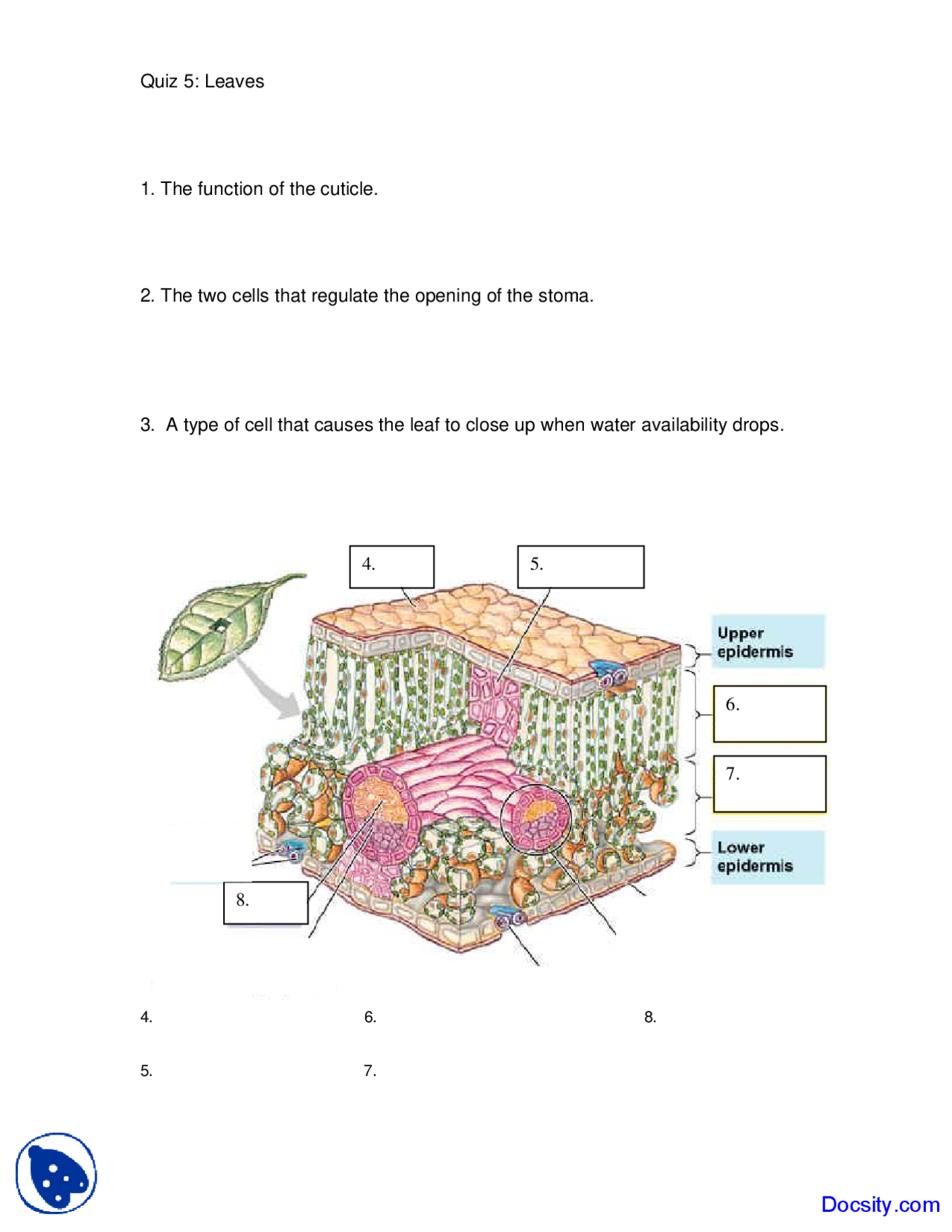 Leaves - Introduction to Biology - Quiz - Docsity