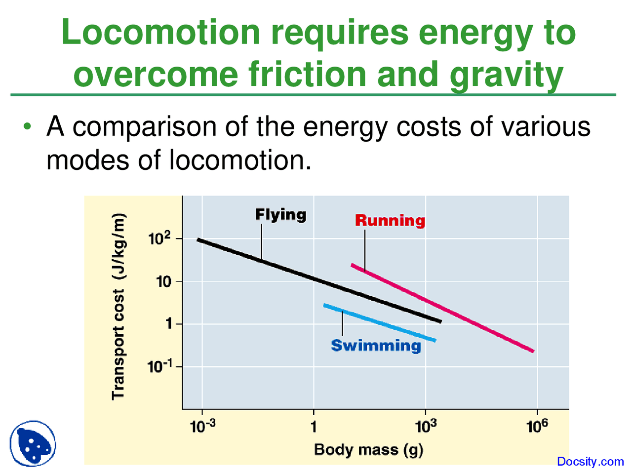 Modes of Locomotion - Introduction to Biology - Lecture Slides - Docsity