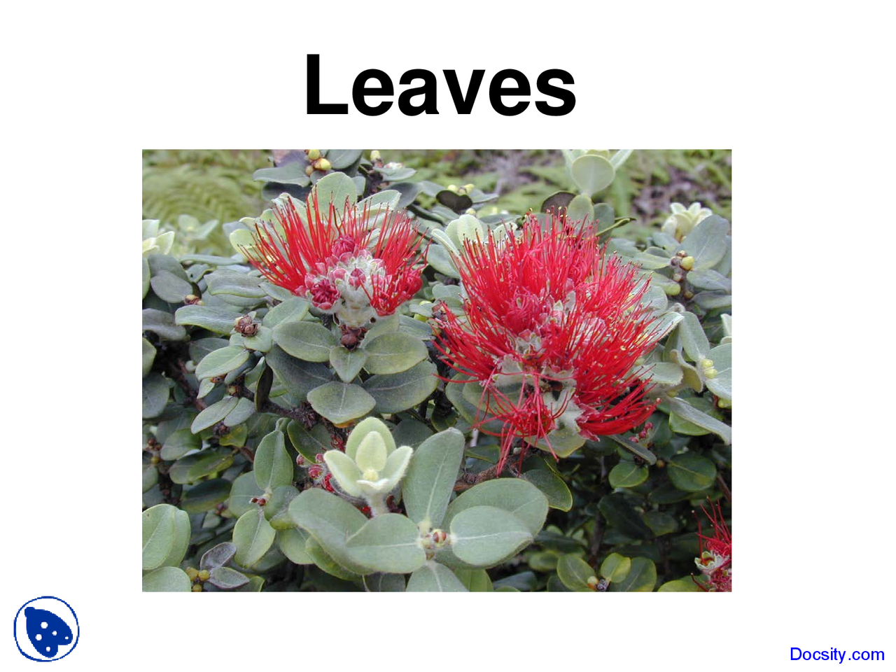 Leaves - Introduction to Biology - Lecture Slides | Slides Biology ...