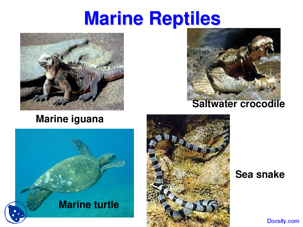 Marine Reptiles - Coral Reef Biology - Lecture Slides | Slides Biology ...