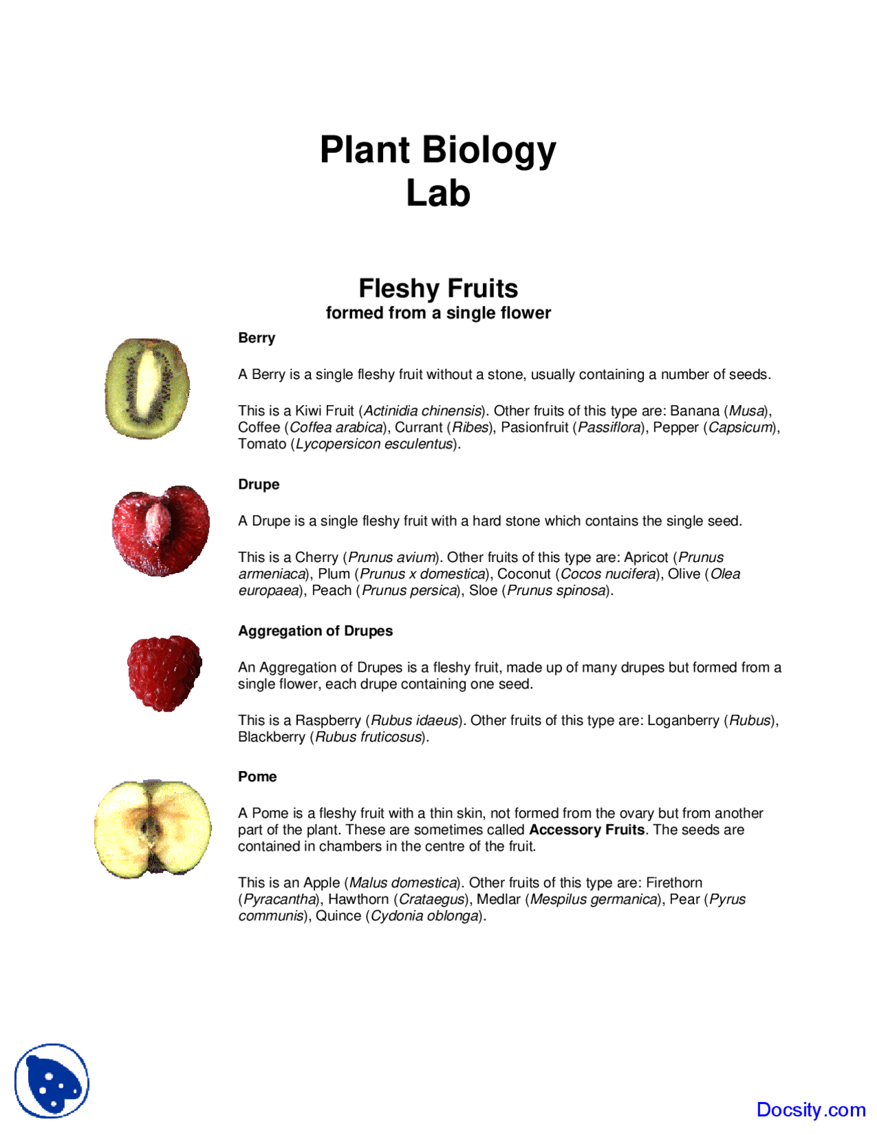 Fleshy Fruits Introduction To Biology Lab Handout Exercises