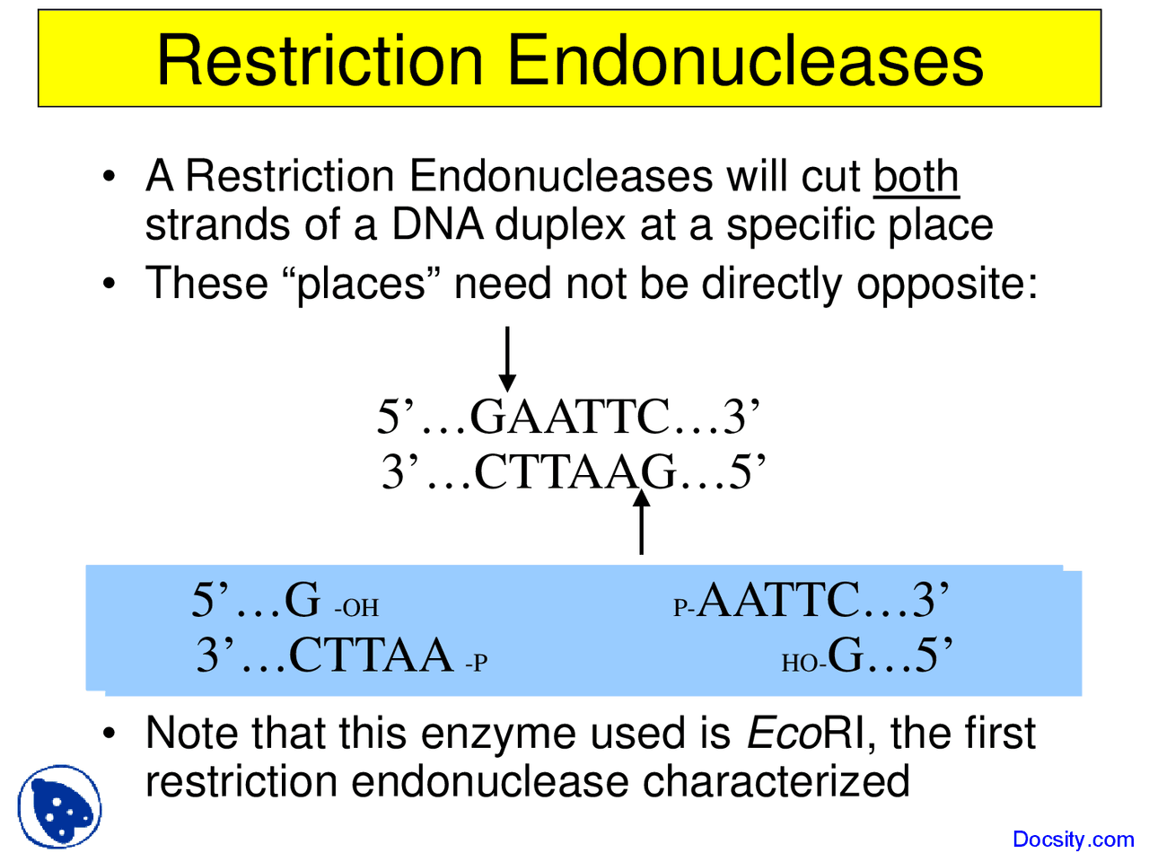 Restriction Endonucleases Introduction To Biology Lecture Slides