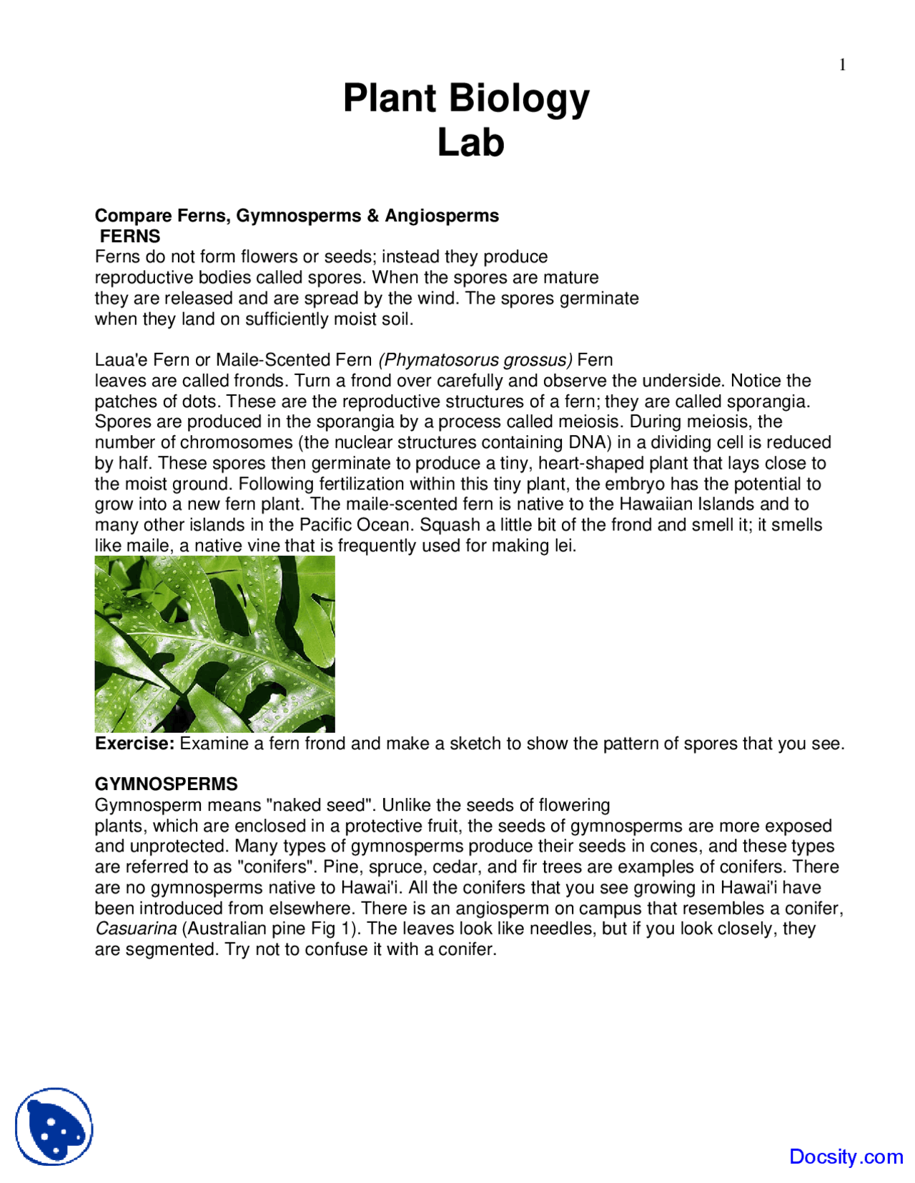 Ferns Gymnosperms Angiosperms Introduction To Biology Lab Handout