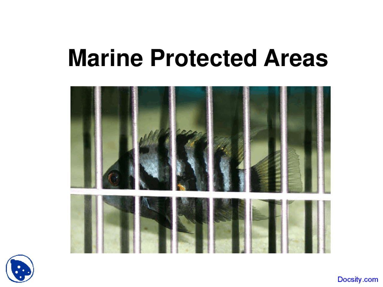 Marine Protected Areas - Coral Reef Lab and Field Studies - Lecture ...